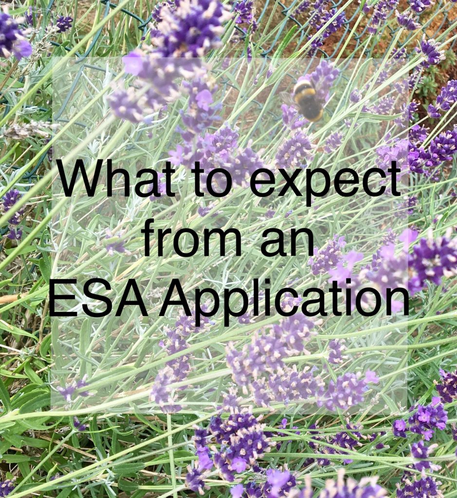 What to Expect from an ESA Application | D2Shine